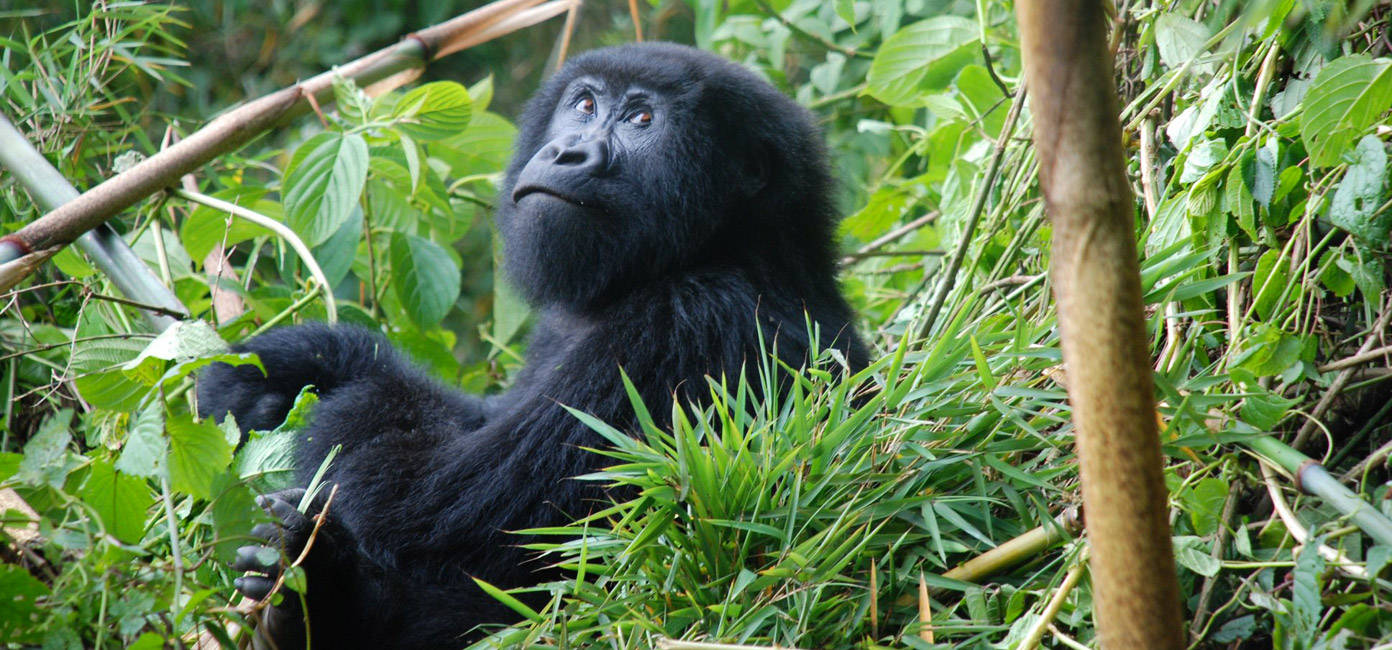 Uganda Panorama | Ti.Es.Bi. Tour Operator Milano